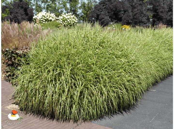 Latvijas stādi - Miscanthus sinensis 'Little Zebra' - Ķīnas miskante ...