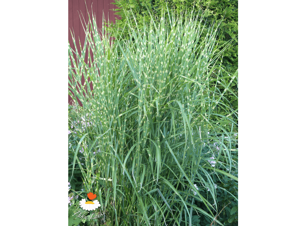 Latvijas stādi - Miscanthus sinensis 'Strictus' - Ķīnas miskante, šķirne
