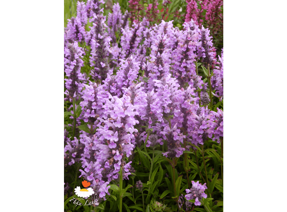 Latvijas stādi - Nepeta nervosa 'Pink Cat' - dzīslainā kaķumētra, šķirne