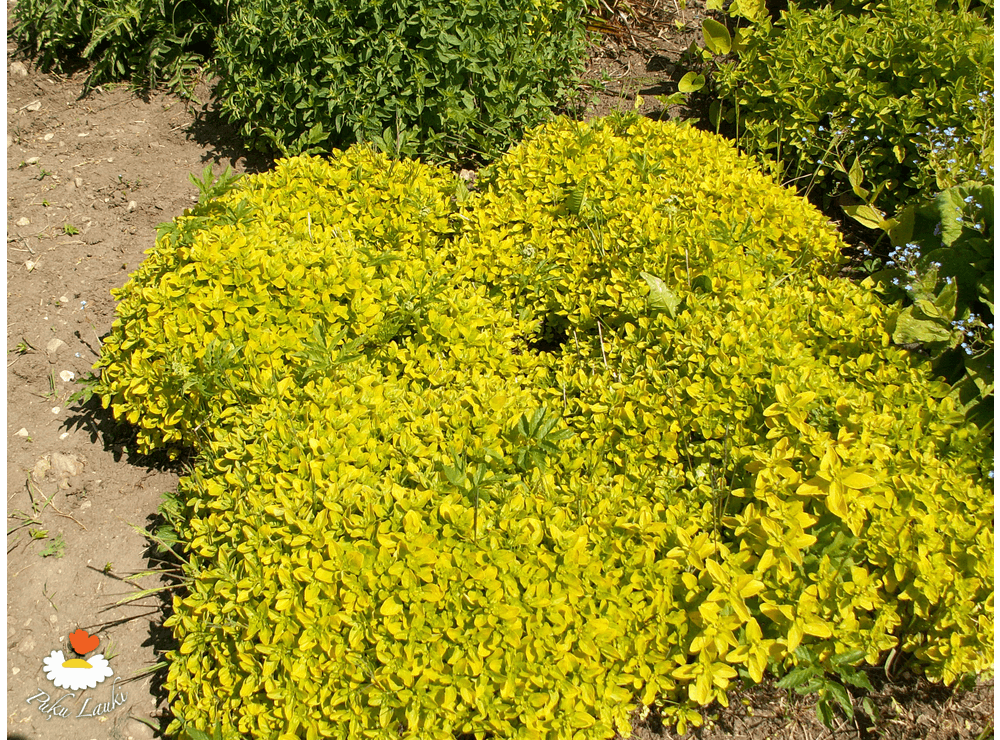 Latvijas stādi - Origanum vulgare 'Thumble's Variety' - parastā raudene ...