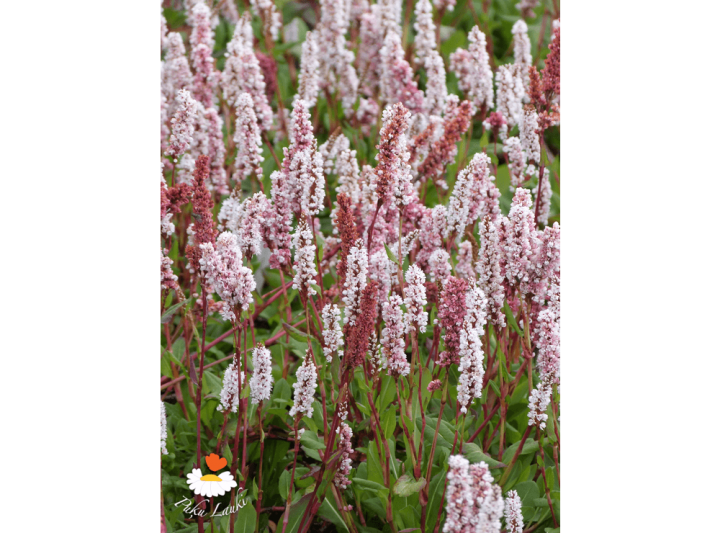 Latvijas stādi - Persicaria affinis 'Dimity' - raibā persikārija, šķirne