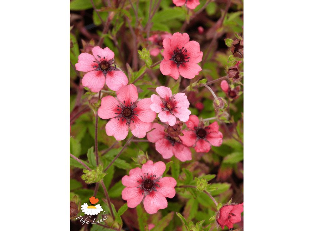 Latvijas stādi - Potentilla nepalensis 'Shogran' - Nepālas retējs, šķirne