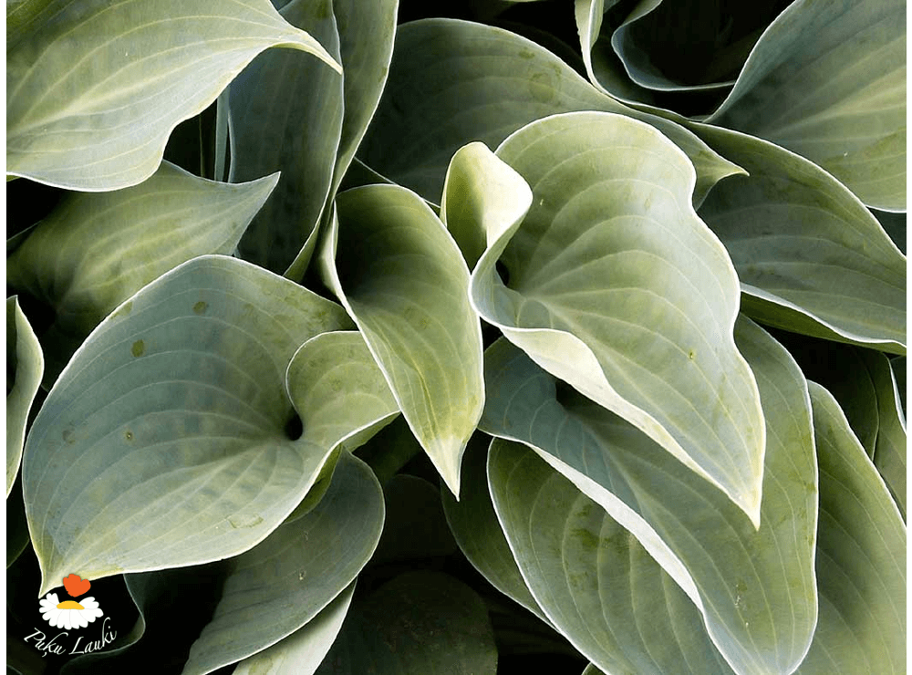 Latvijas stādi - Hosta 'Pacific Blue Edger' - hosta, šķirne