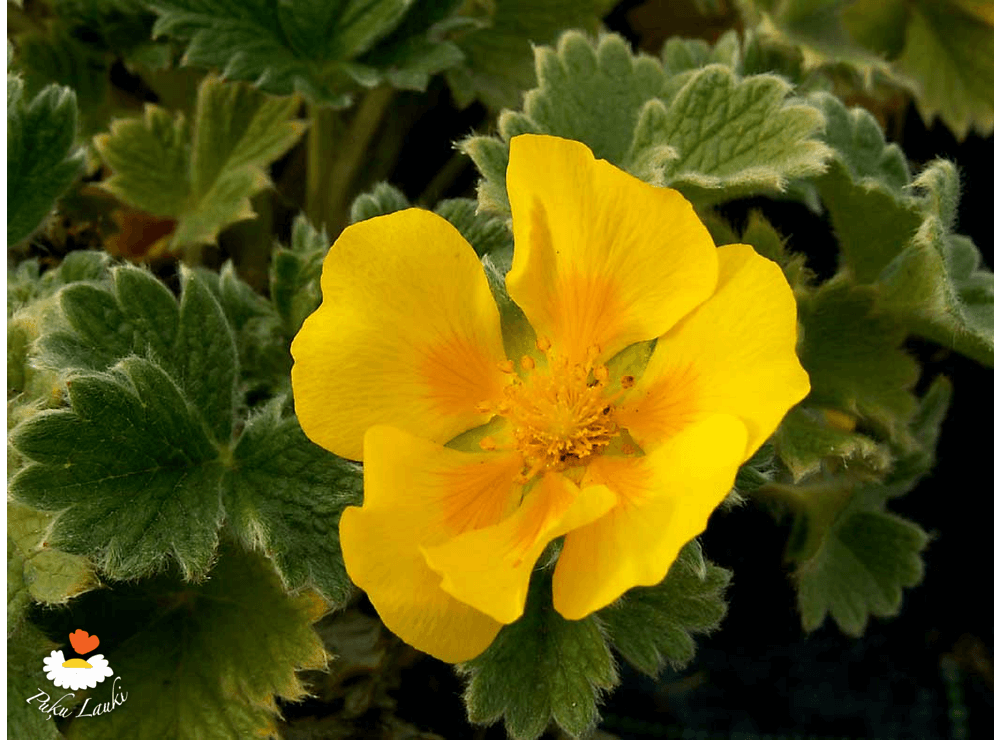 Latvijas stādi - Potentilla megalantha - lielziedu retējs