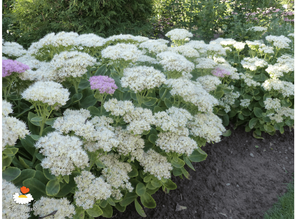 Latvijas stādi - Sedum spectabile 'Iceberg' - izskatīgais laimiņš, šķirne